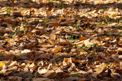 Fotos gratis árbol naturaleza rama planta madera hoja flor el