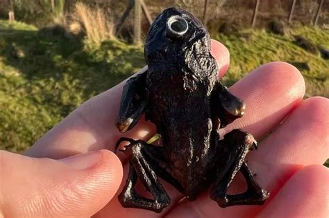 Hole In The Head Toad In Execution Style Shooting At North Wales Lake