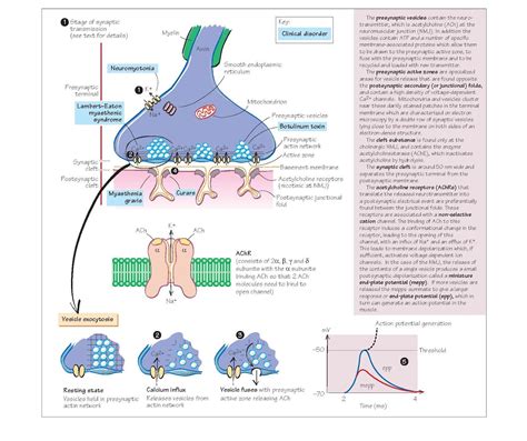 Neuromuscular Junction Nmj And Synapses Pediagenosis