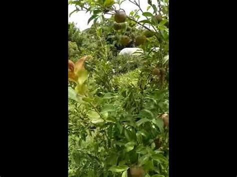 VID20190817岑溪軟枝油茶籽轉色 2 YouTube