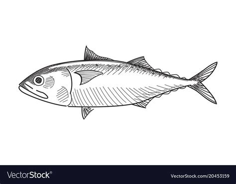 Drawing Mackerel Fish Vector Image On Vectorstock Fish Vector Vector