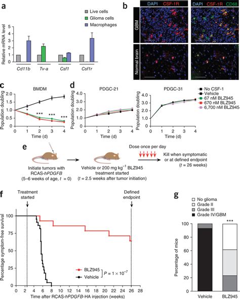 Csf 1r Inhibition Specifically Targets Macrophages Improves Survival