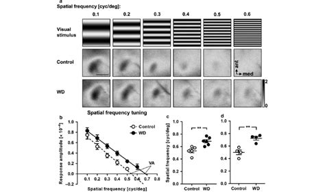 Intrinsic Signal Imaging Revealed An Improved V1 Spatial Frequency