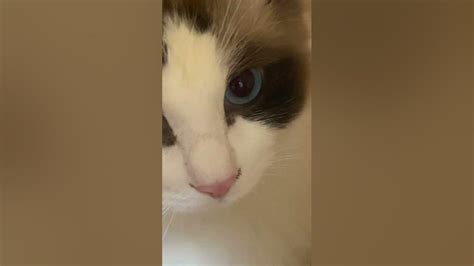 예쁜 고양이 보고 가세요~~~ 소주 고양이 Cat 냥이 냥스토리 렉돌 이웃집냥이 Youtube