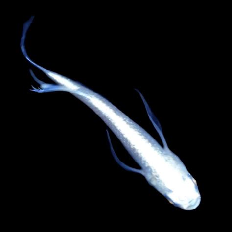 Amazon メダカ【松井星河 稚魚10匹】 めだか 生体 まついせいが ゾウリムシ ミジンコ Psb と同梱可能 生クロレラ同梱不可