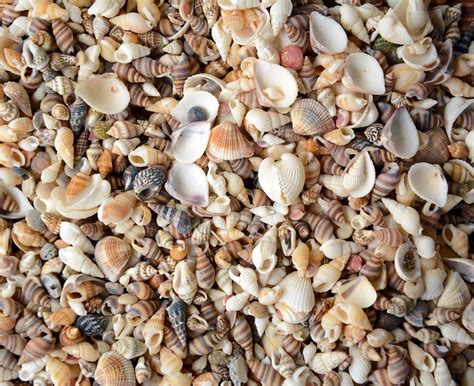 200 Small Natural Seashells Beach Decor Shell Crafts 1 3 1 2 Etsy