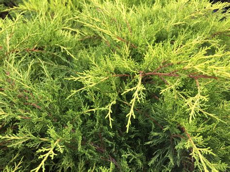 Old Gold Juniper Southwest Nursery Wholesale Landscaping Supplies Dallas Fort Worth