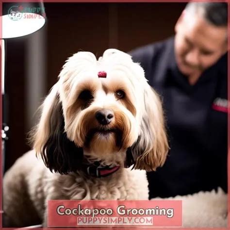 Uncover Cockapoo Dog Breed Secrets Size Temperament Care