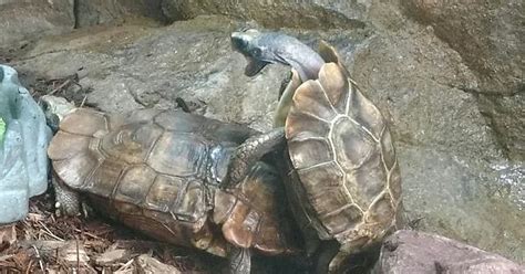 Turtle Tuesday Imgur