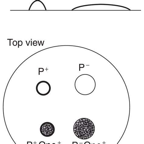 A23 Gonococcal Colony Morphologies Download Scientific Diagram