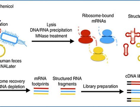 Trap Seq Translating Ribosome Affinity Purification Trap Followed By Rna Sequencing