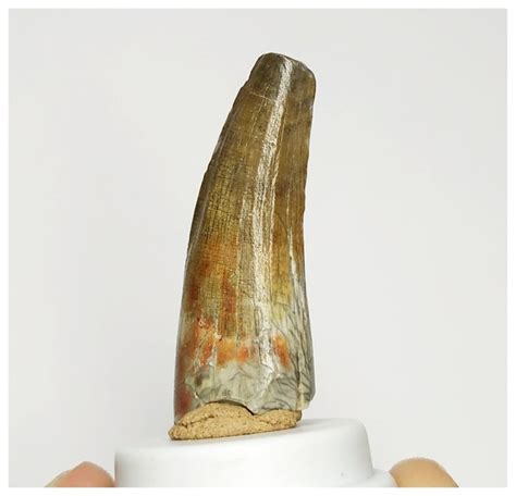 Rare Suchomimus Tenerensis Dinosaur Tooth Lower Cretaceous Catawiki