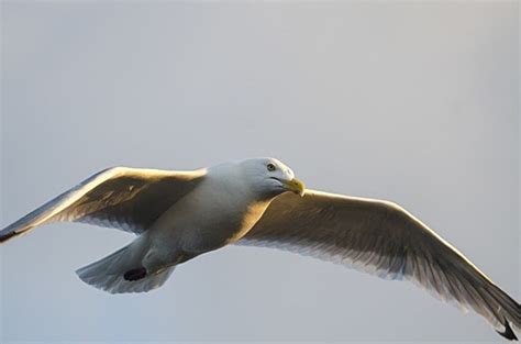 Seagull Clipart Cartoon Seagull Flying In The Sky Vector Seagull