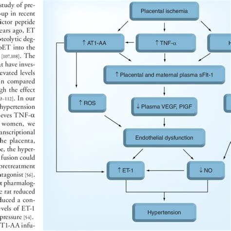 Placental Ischemia Initiates Numerous Pathways In The Pathophysiology