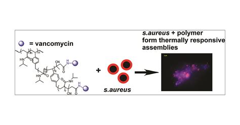 Binding Bacteria To Highly Branched Poly N Isopropyl Acrylamide Modified With Vancomycin