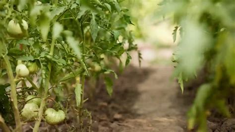 Tomato Plant Spacing How Far Apart To Plant Tomato Plants Howtl