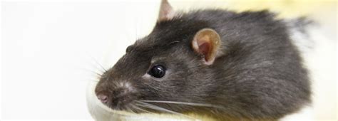 Animals In Science Rspca