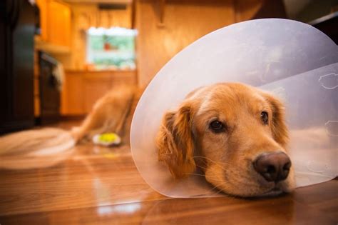 Helping Your Dog Recover After Surgery Santa Rosa Vets