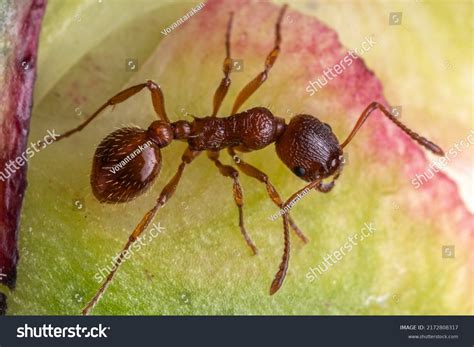 176 Imágenes De Solenopsis Invicta Imágenes Fotos Y Vectores De