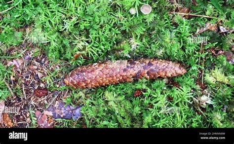 The Ground In A Forest With Pine Cones Moss Grass Pine Needles