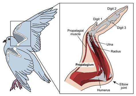 Folded Bird Wing Anatomy