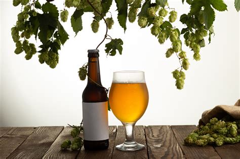 신선한 호박색 맥주 개념 나무 테이블에 녹색 홉 맥주는 흰색 라벨과 유리로 모의합니다 0명에 대한 스톡 사진 및 기타 이미지