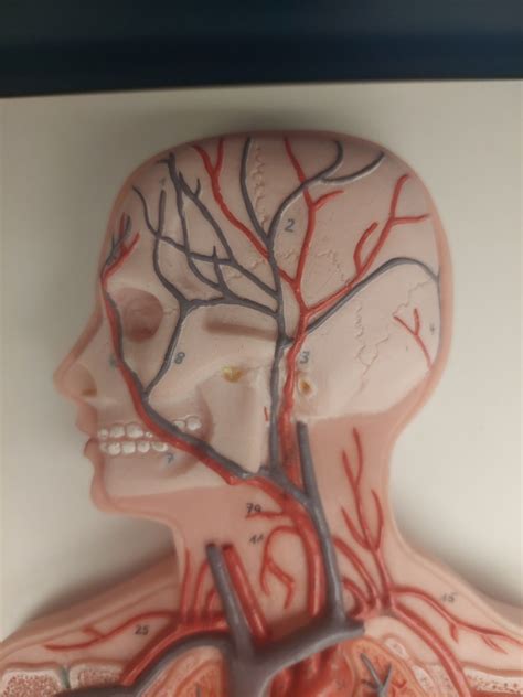 Head And Neck Veins And Arteries Diagram Quizlet