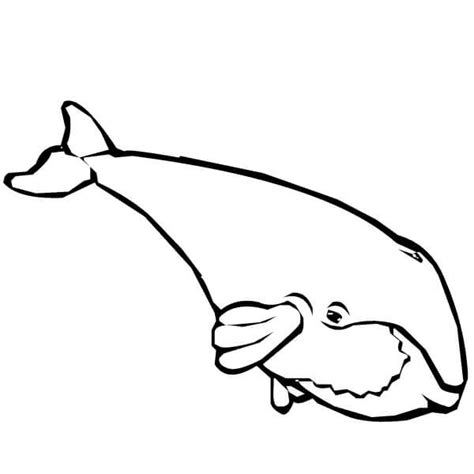 Desenho De Baleia Para Colorir Imprimir E Desenhar Colorir Me