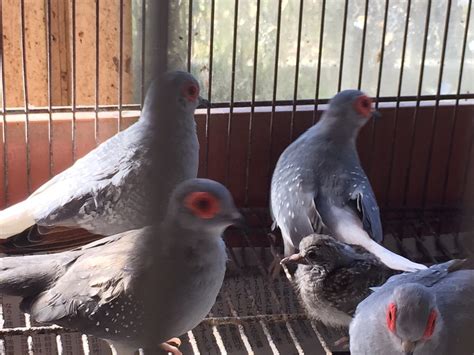 小鳩誕生 金翅鳥院のブログ