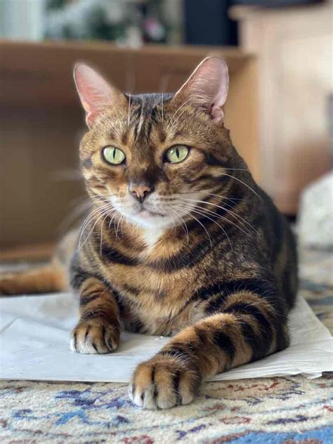 Hills Prescription Diet Feline Cd Urinary Care Multicare Stress Chicken