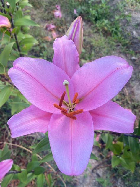 Oderings Garden Centre Bulbs Oriental Lily Loveday