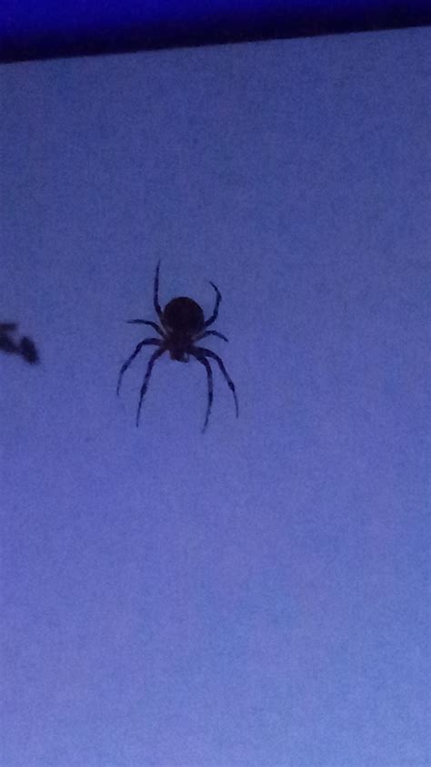 Giant Spider Companion It Will Fight For You Tamed Companion Costs