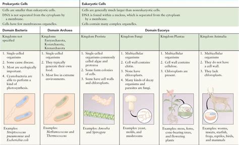 Prokaryotic And Eukaryotic Cells Revisited Cell Structure And