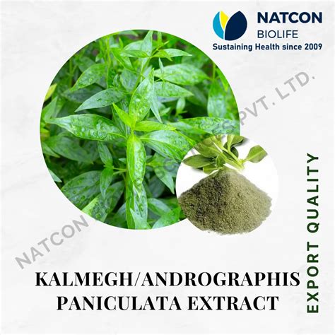 Kalmegh Andrographis Paniculata Extract At 1199 Kg New Group XYZ In Greater Noida ID