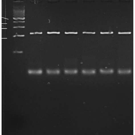 Results Of Andromonoecious Gene Amplification On Female And