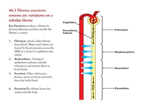 Ppt Ch 44 Osmoregulation And Excretion Powerpoint Presentation Free