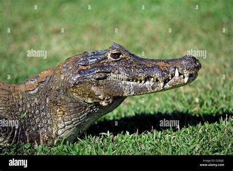 Yacare Caiman Caiman Yacare Portrait Adult On Land Pantanal