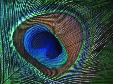 Wallpapers Of Peacock Feathers Hd 2016 Wallpaper Cave