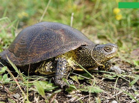 Черепаха европейская или болотная