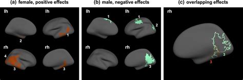 Sexspecific Effects Of Stress Experienced By The Mother During First Download Scientific