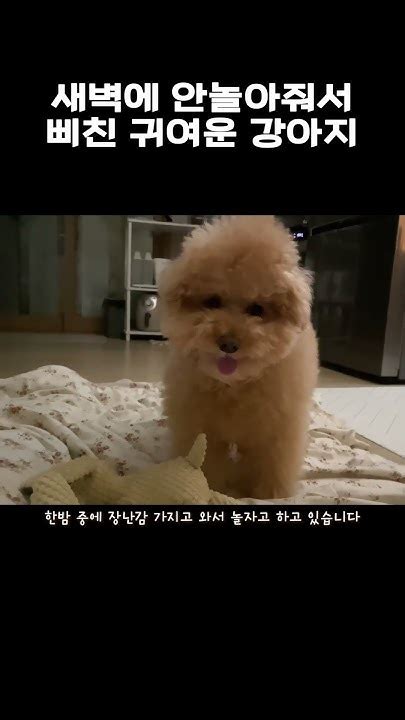 새벽에 인형놀이 안해줘서 삐친 강아지 ㅋㅋ Youtube