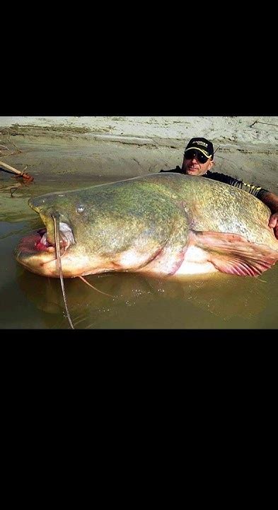 Самый большой сом который побил рекорды Гиннесса Youtube