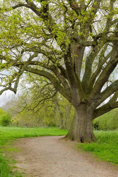 Ancient Oak Tree Stands Alongside Loose Surface Path In Rural Park