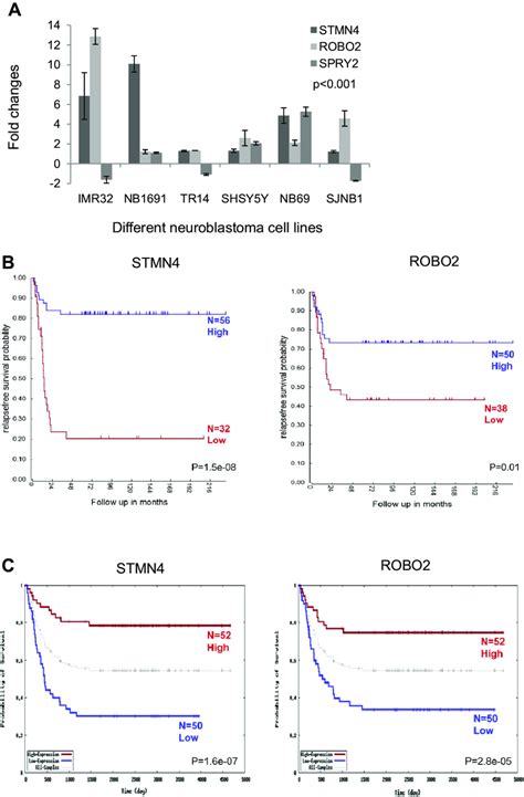 a expression of candidate genes in a panel of neuroblastoma cell