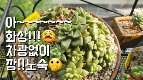 자외선지수매우높음10옥상아이들 차광없이 깡노숙 결과보시죠다육이키우기 옥상다육 Succulent 곰팡이 무름병 차광막여름철다육관리 Youtube