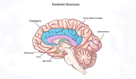 Chemical Imbalance In Forebrain Behind Ocd Research Finds The Week