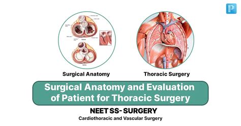 Surgical Anatomy And Evaluation Of Patient For Thoracic Surgery
