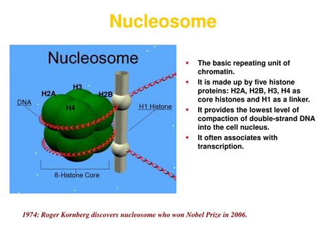 Ppt Chromatin Structure And Dynamics Powerpoint Presentation Free
