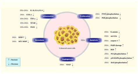 Effect Of Dha And Epa On Different Components Of Signaling Pathways In
