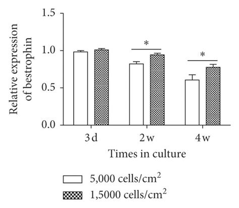 Expression Levels Of Rpe Cell Type Specific Genes And Emt Related Genes Download High
